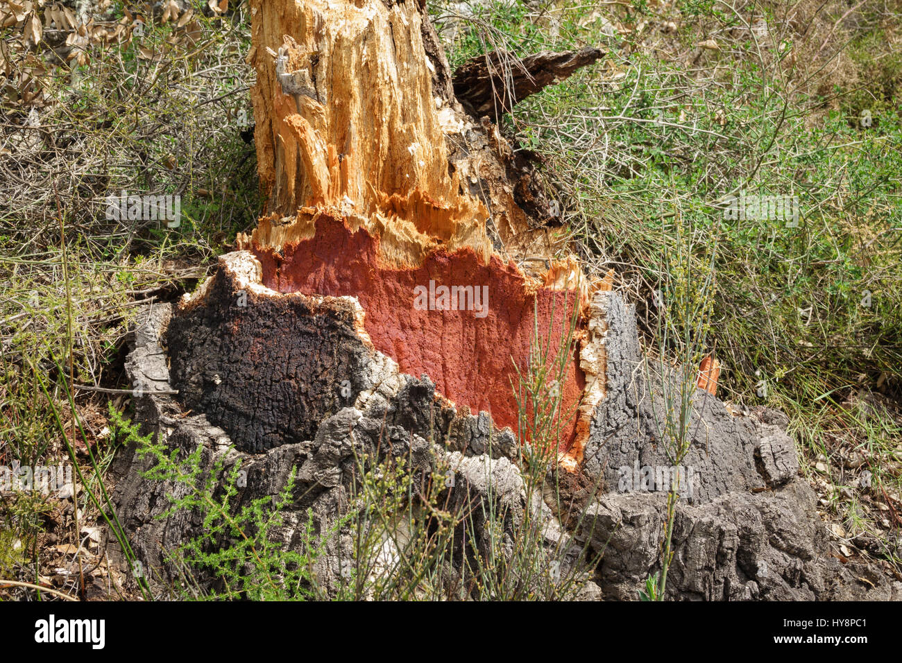 Stripped Cork Tree trunk Stock Photo - Alamy