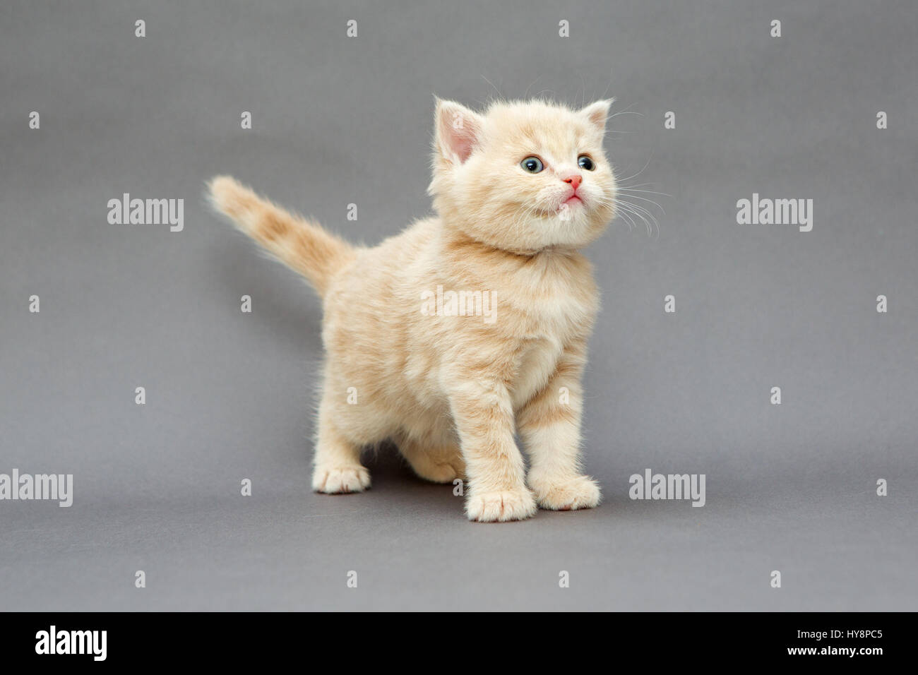 Beige kitten hi-res stock photography and images - Alamy
