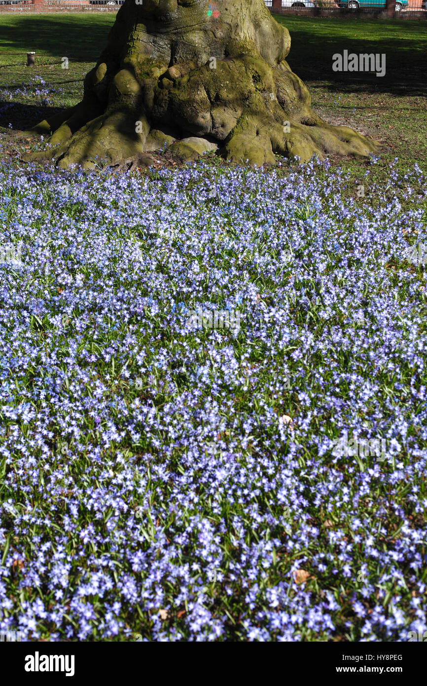 Blue Star Flowers and old Tree Trunk Stock Photo - Alamy