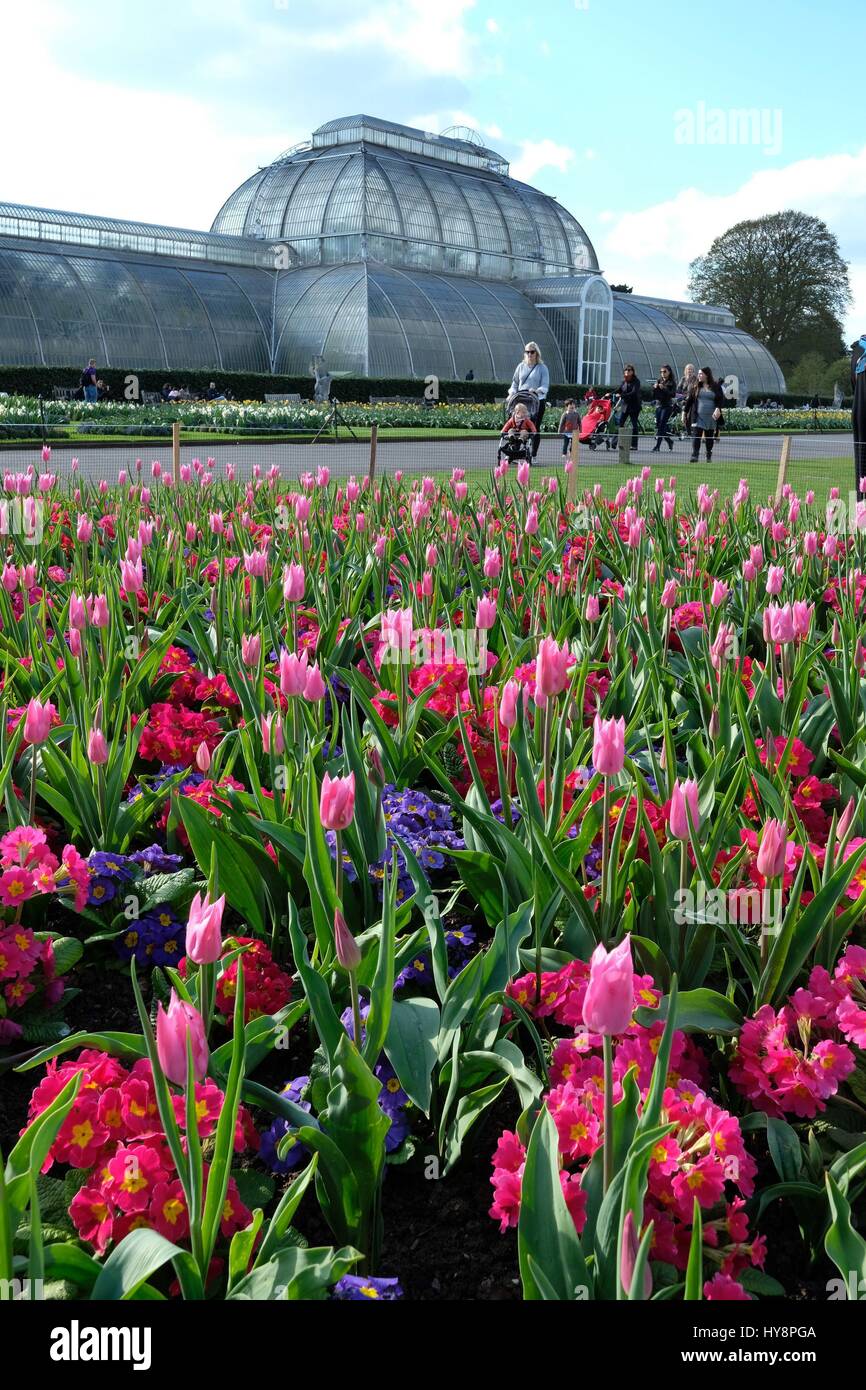 Visitors to Kew Gardens in south west London enjoy a display of spring ...