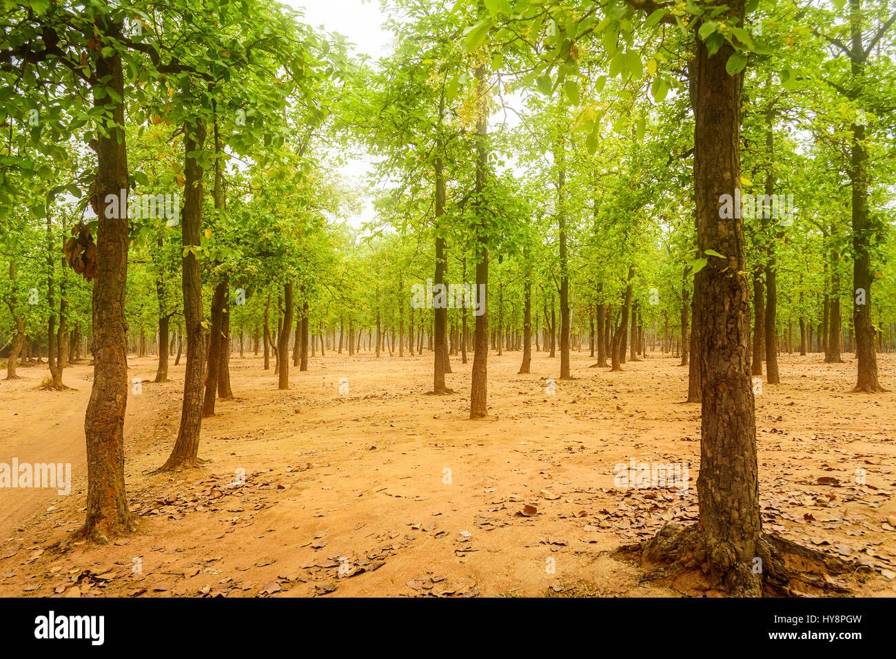 Tall sal tree forest High Resolution Stock Photography and Images - Alamy