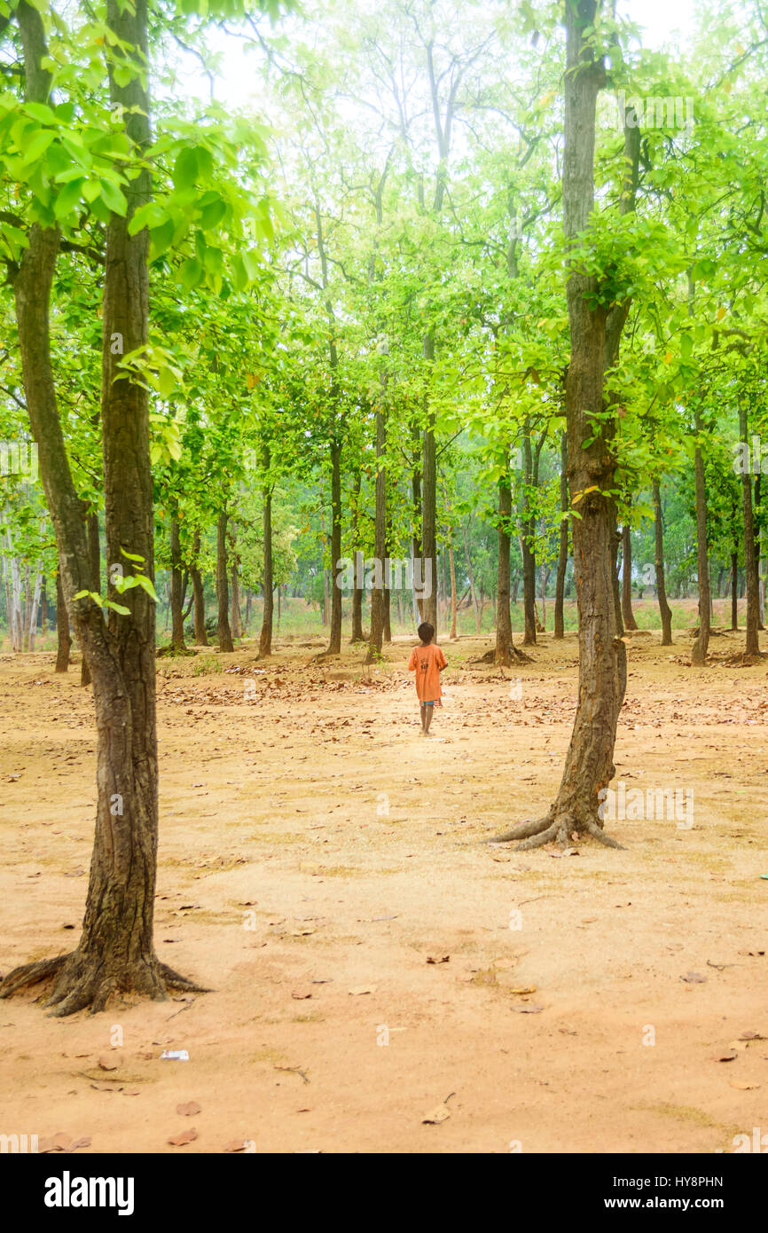 Forest of Sal trees, Shorea robusta of Shantiniketan, West Bengal ...