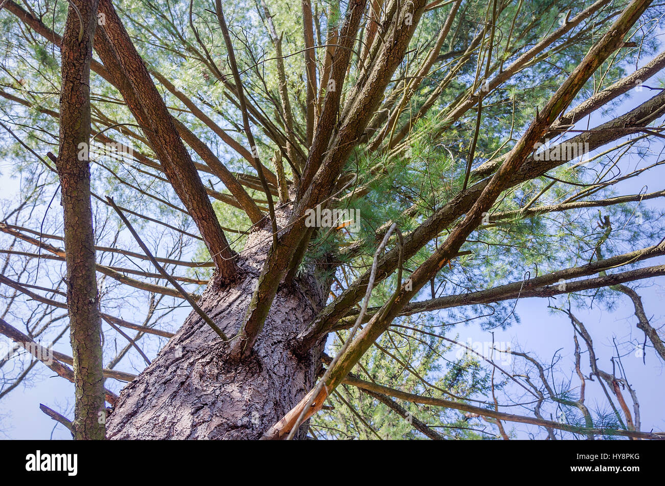 Branches of a tree view from below Stock Photo - Alamy