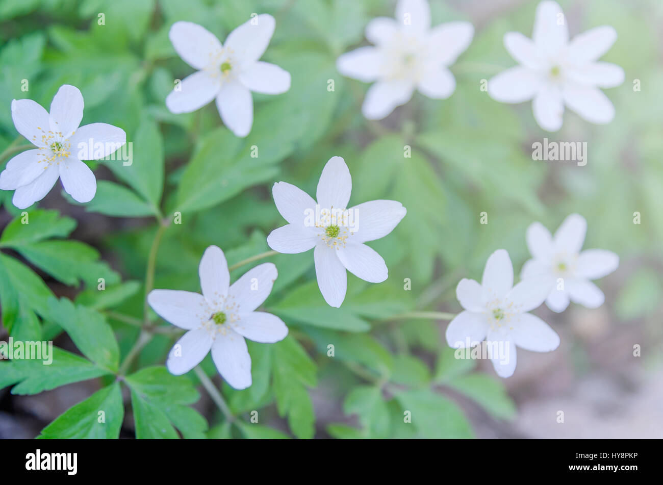 Spring forest flowers hi-res stock photography and images - Alamy