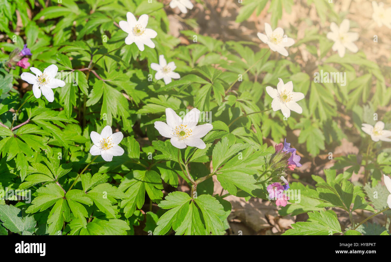 Spring forest flowers hi-res stock photography and images - Alamy