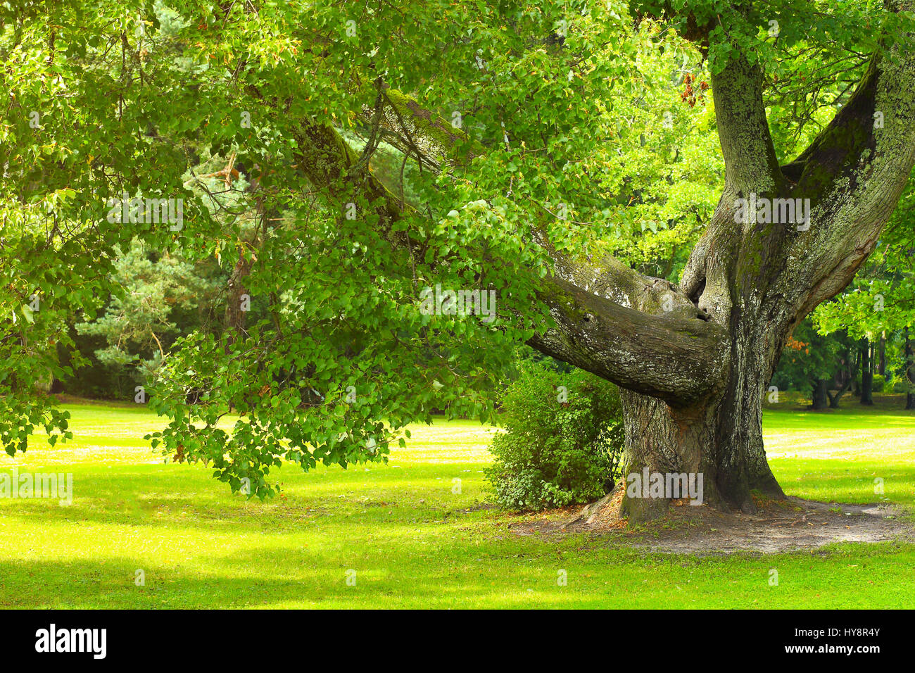 Summer green tree hi-res stock photography and images - Alamy