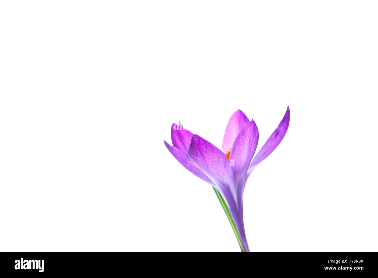 Beautiful purple crocus flower Stock Photo - Alamy