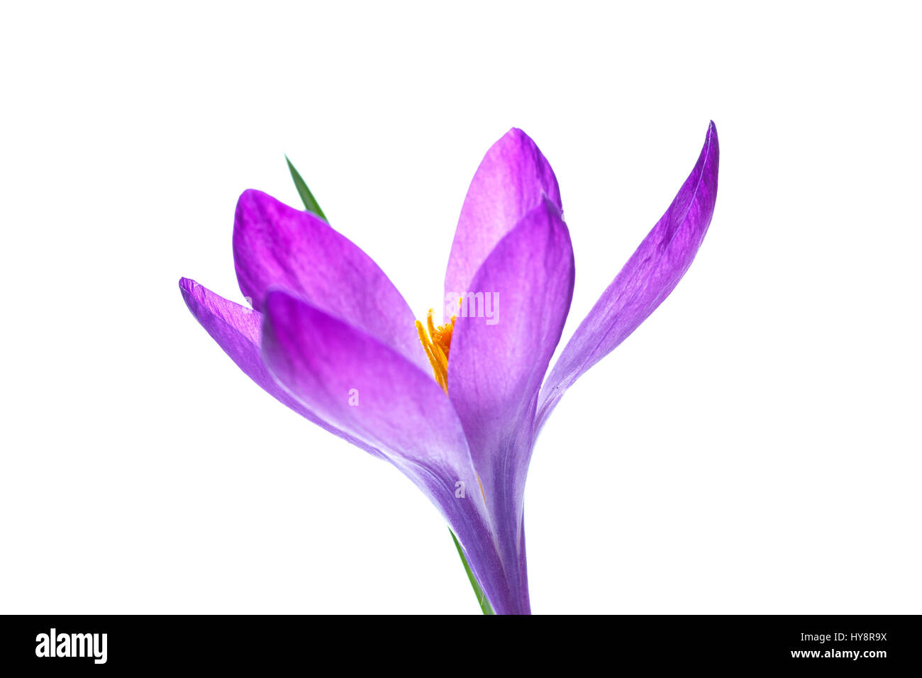 Beautiful purple crocus flower Stock Photo - Alamy