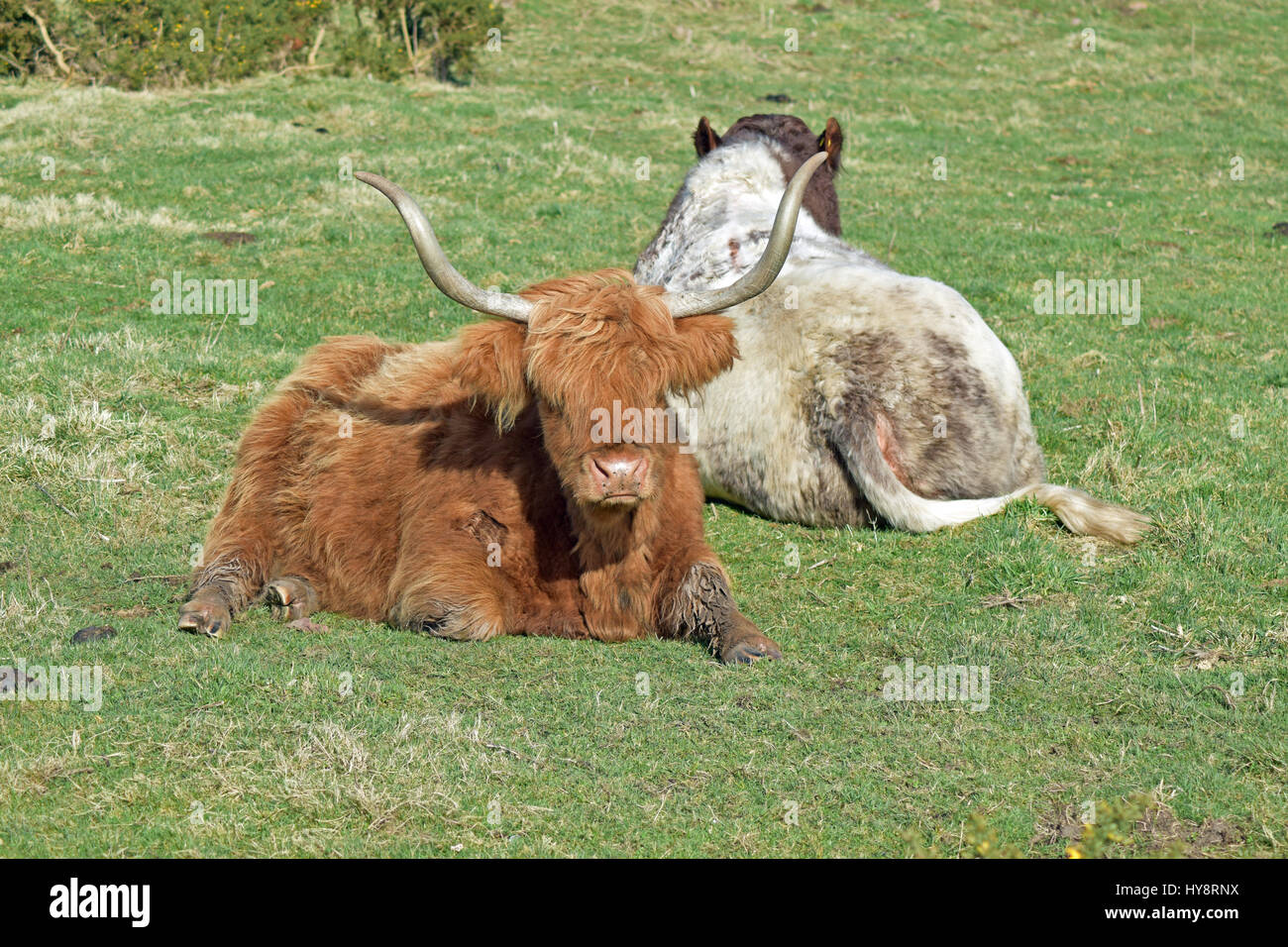 Highland Cattle, Glen Isla, Angus, Scotland Stock Photo - Alamy
