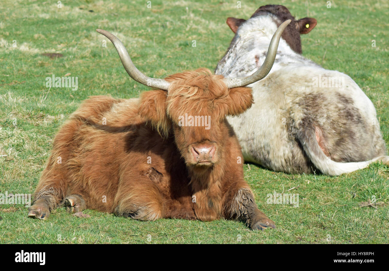 Angus glens hi-res stock photography and images - Alamy