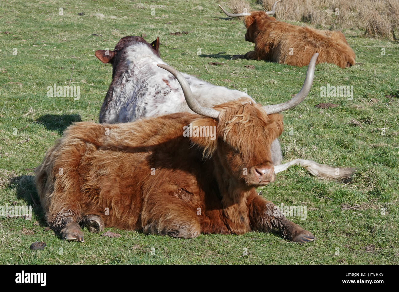 Highland Cattle, Glen Isla, Angus, Scotland Stock Photo - Alamy