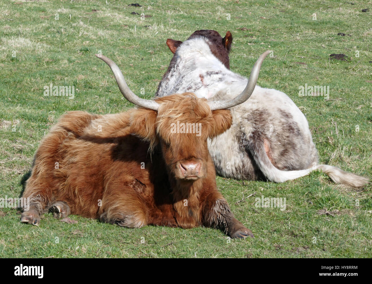 Red angus bos taurus hi-res stock photography and images - Alamy