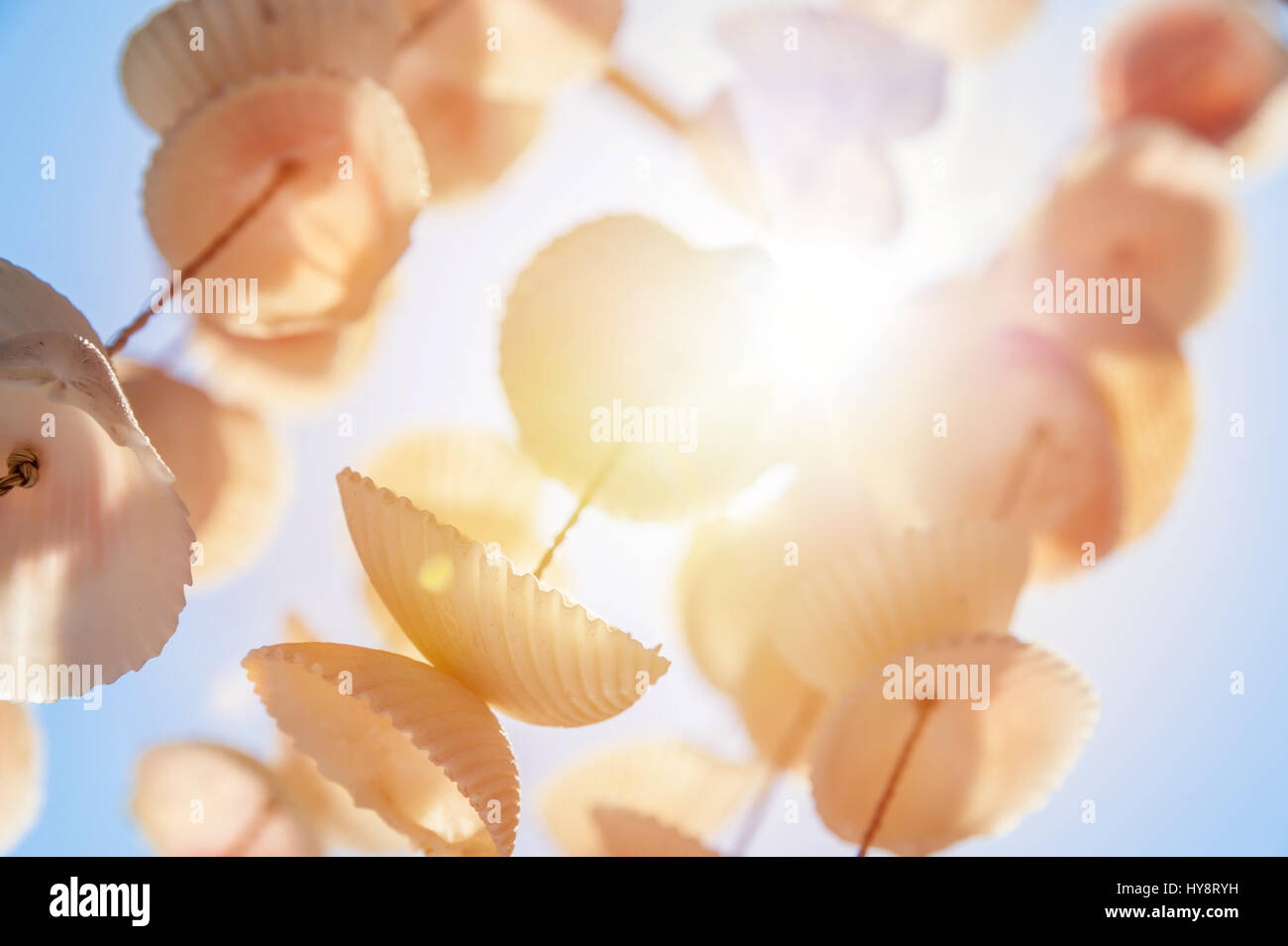 Close up of suspension of sea shell - background Stock Photo - Alamy