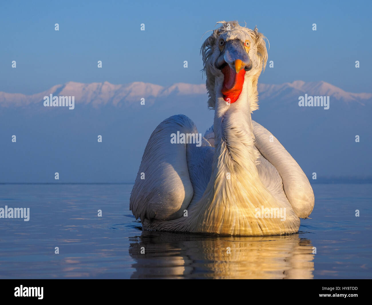 Dalmatian pelicans and albania hi-res stock photography and images - Alamy