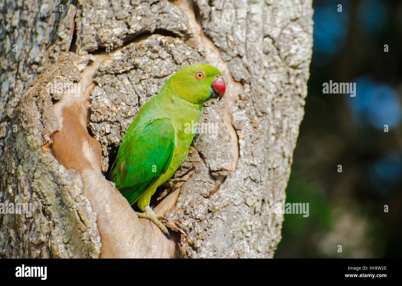 Indian ring neck green parakeet hi-res stock photography and images - Alamy