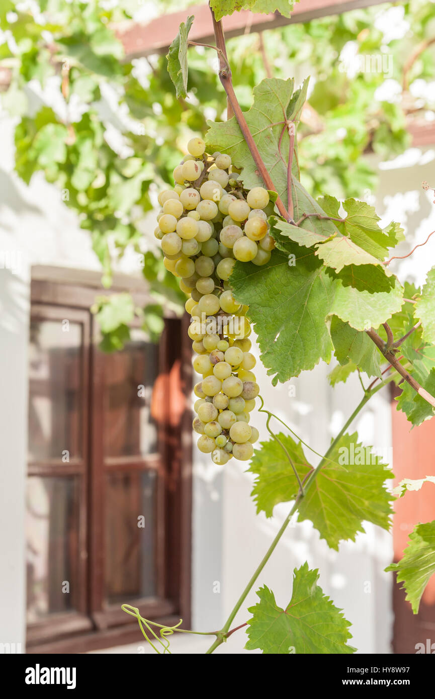 Grapes in the sun of Santorini - Greece Stock Photo - Alamy