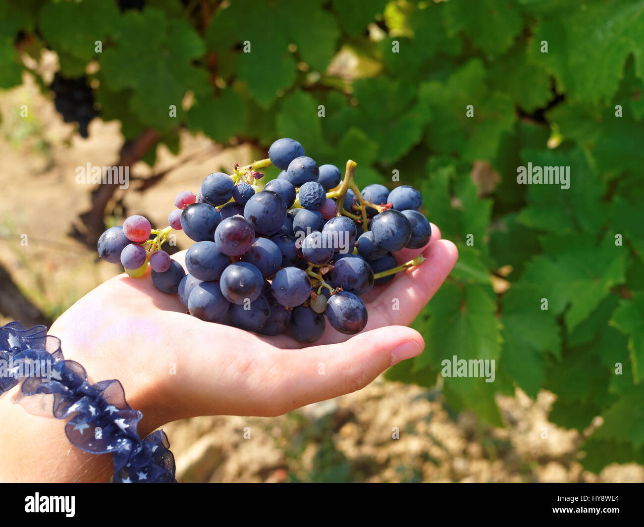 Hand grape harvest hi-res stock photography and images - Alamy