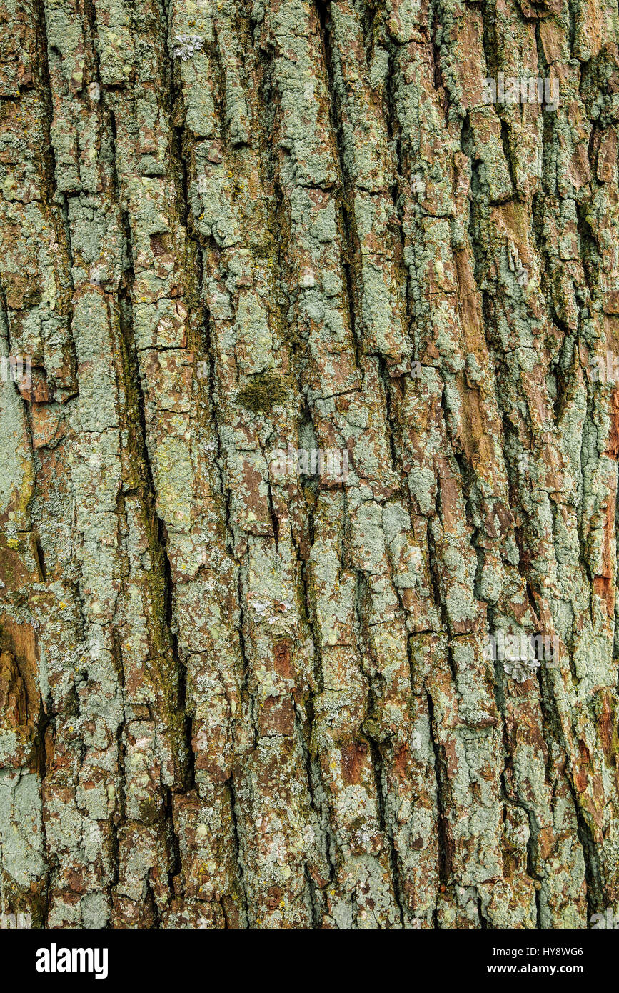 Moss and bark texture hi-res stock photography and images - Alamy
