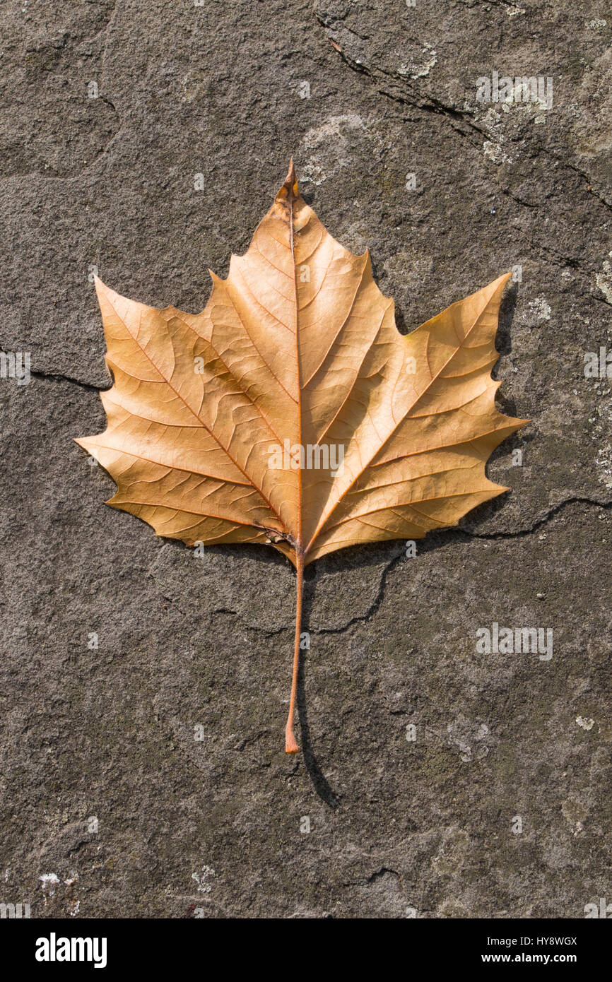 Autumn Leaf: a single autumn leaf on the ground Stock Photo - Alamy