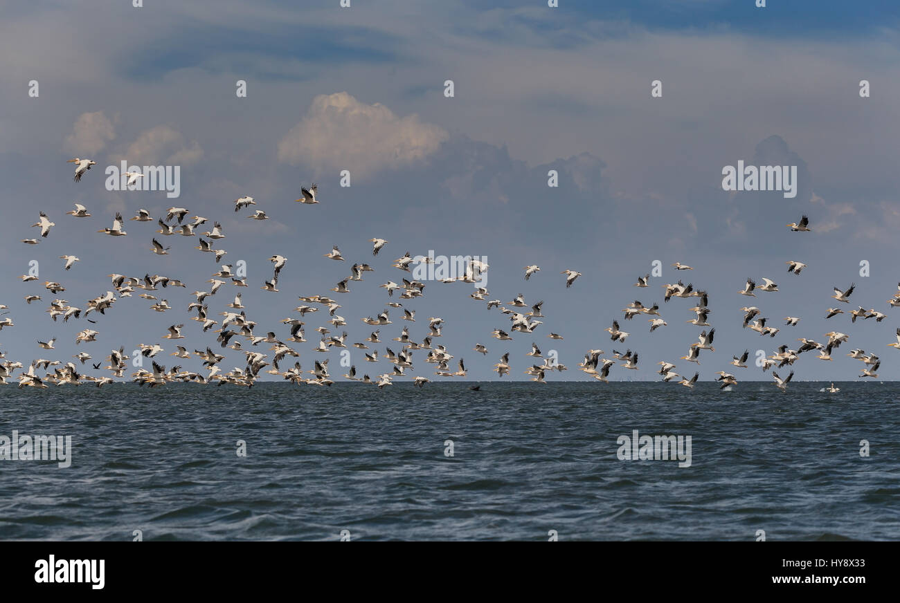 Flock of migratory birds Stock Photo - Alamy
