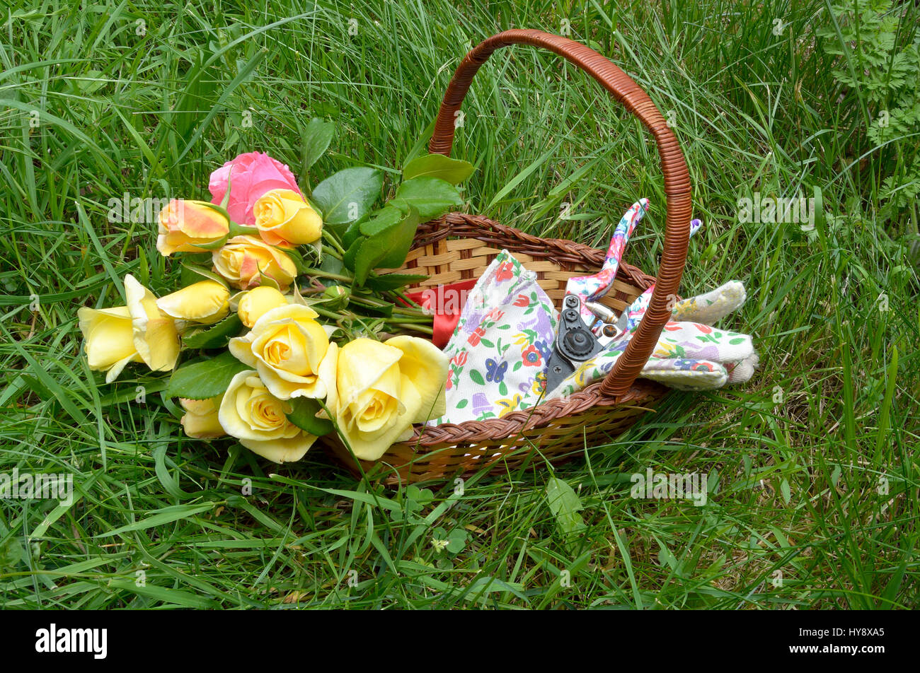 Basket with fresh cut roses Stock Photo - Alamy