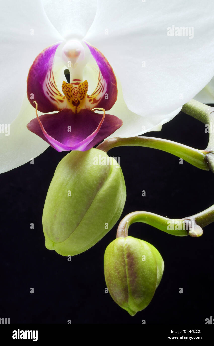 Close up of an orchid flower and three different sizes buds on a branch ...