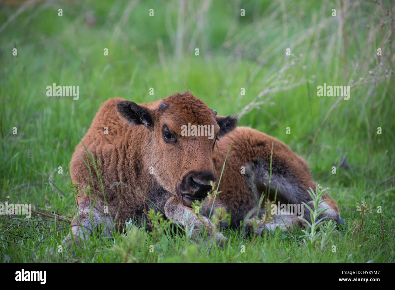 Bison (Bison bison) calf resting, Western North America Stock Photo - Alamy