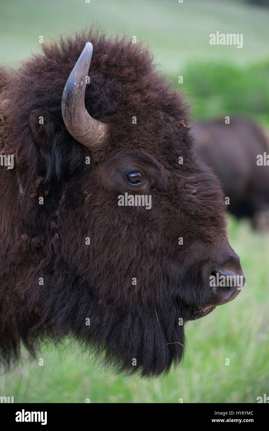 Head view of Bison (Bison bison), Western North America Stock Photo - Alamy