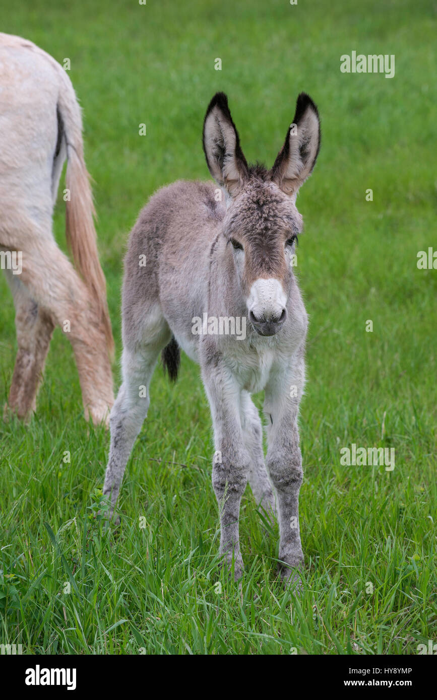 Wild Ass, Burro (Equus), young, Western United States Stock Photo - Alamy