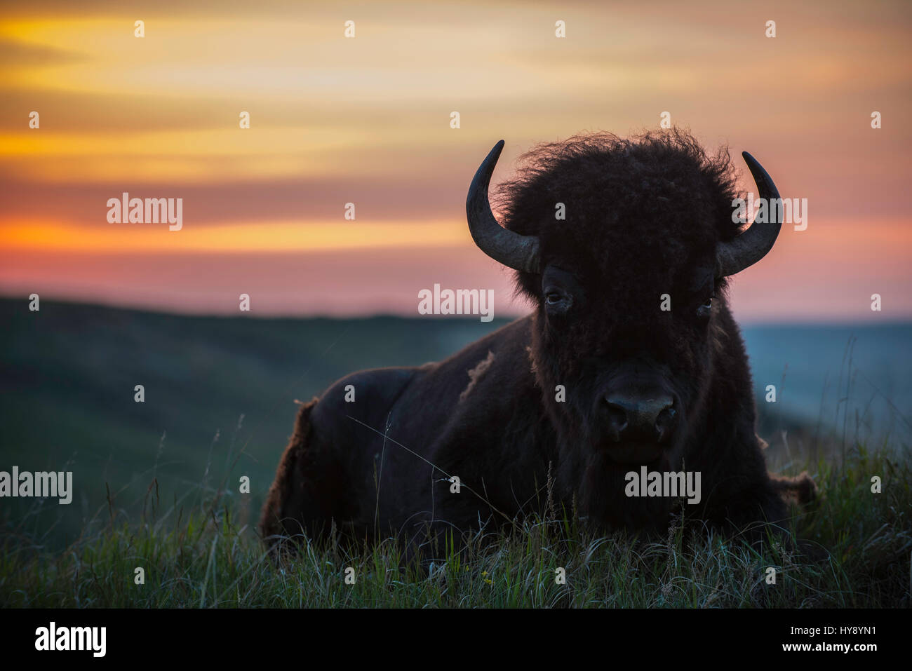 American Bison Bison Bison Sitting High Resolution Stock Photography ...