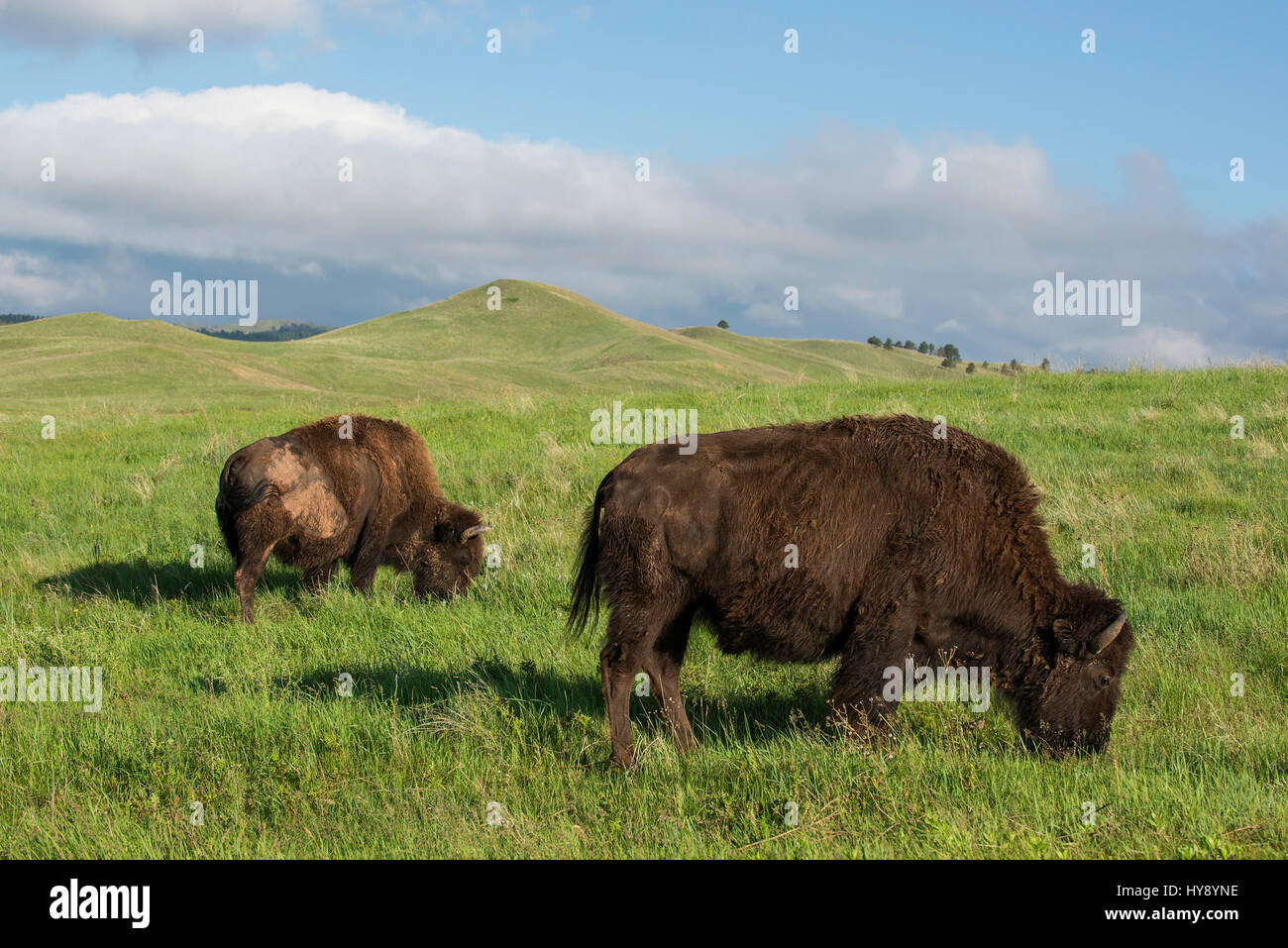 Bison (Bison bison) grazing, Western North America Stock Photo - Alamy