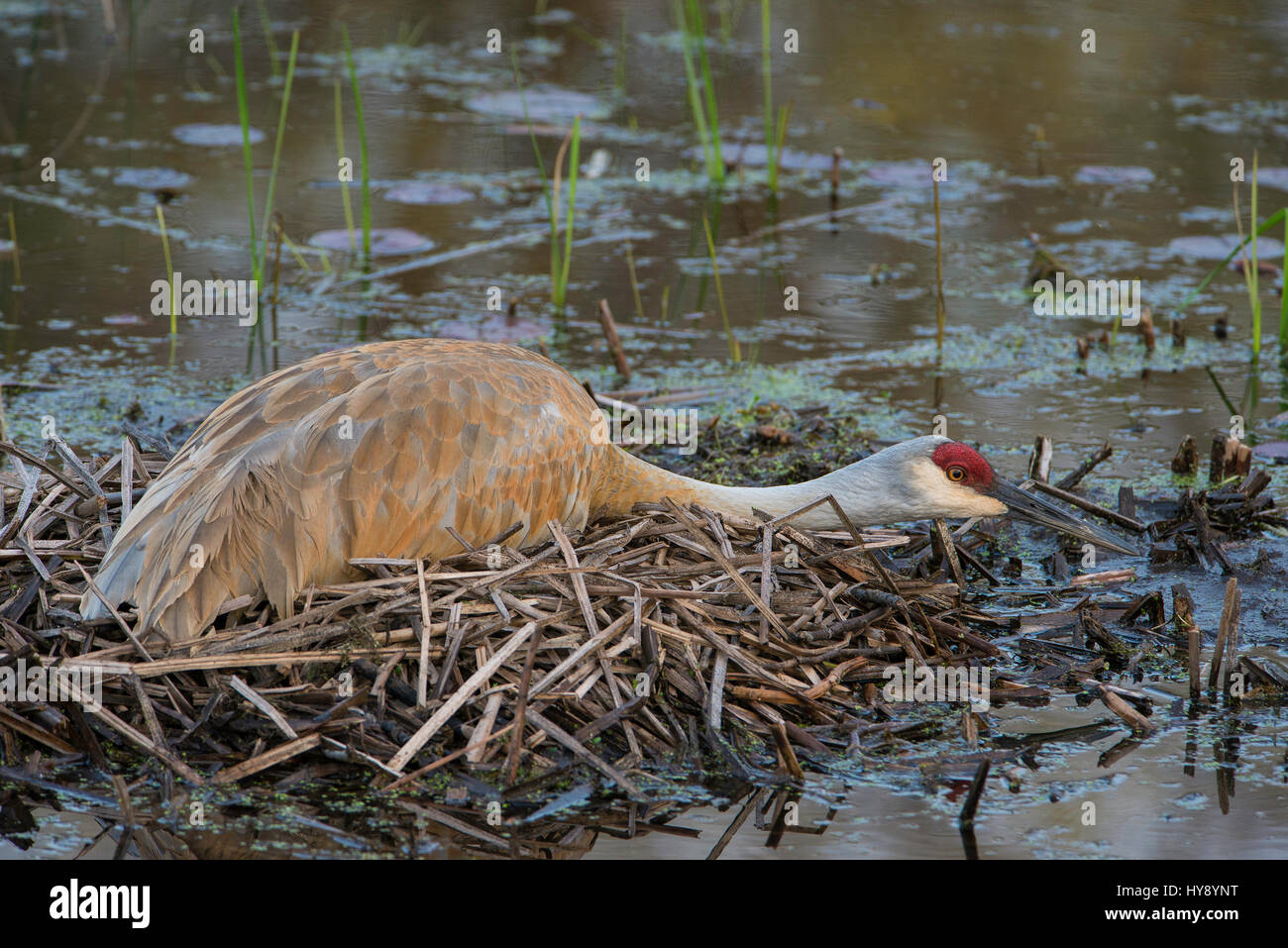 Ecosystem river platt hi-res stock photography and images - Alamy