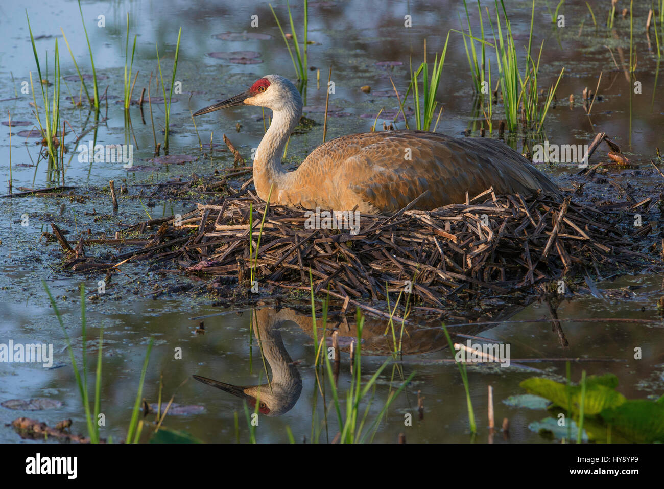 Sandhill crane on nest with eggs hi-res stock photography and images ...