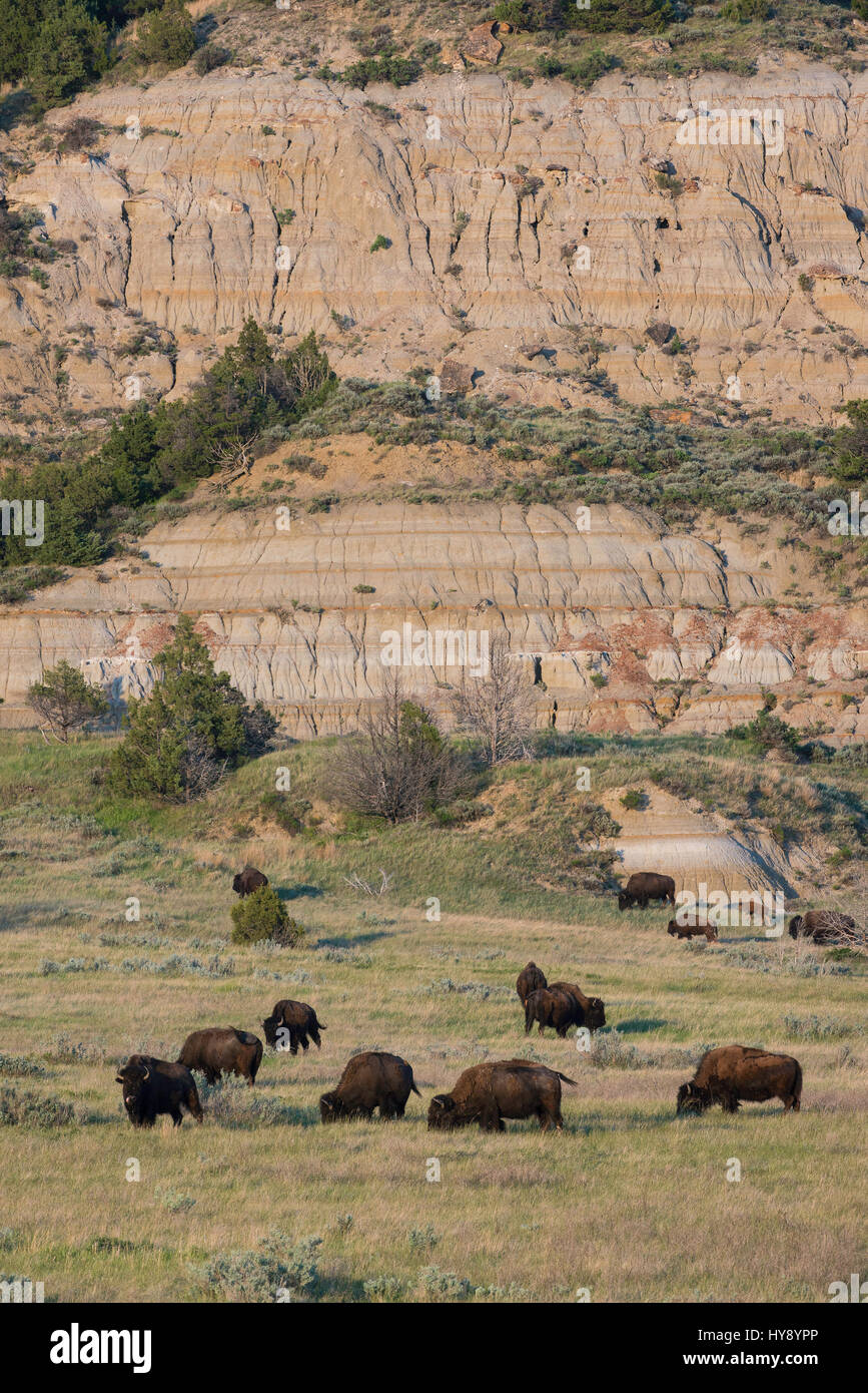 Bison (Bison bison), Western North America Stock Photo - Alamy