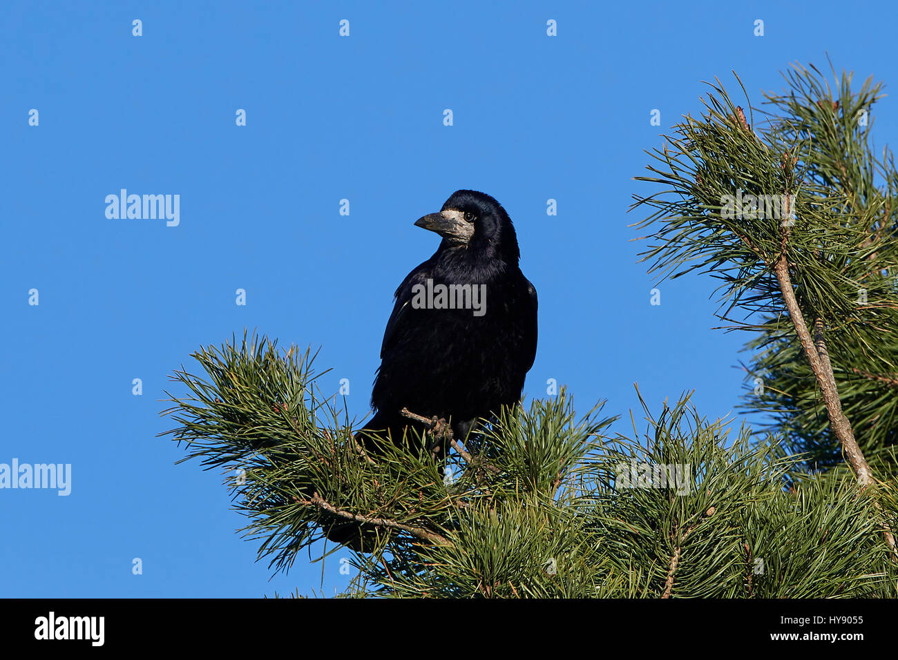 Rook sitting in a tree with blue skies in the background Stock Photo ...