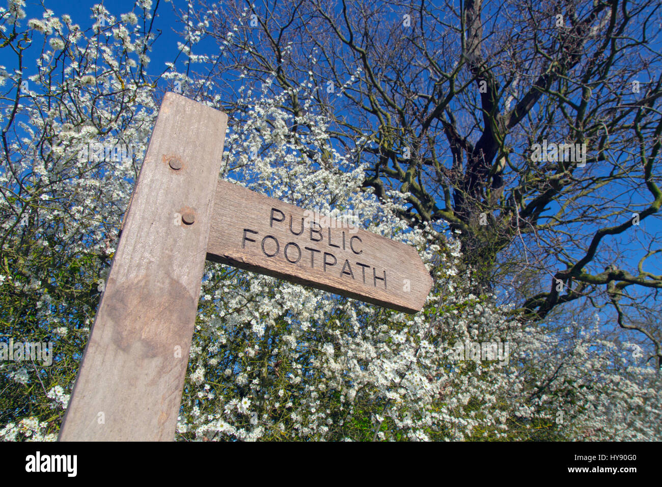 Footpath sign in Norfolk countryside with blackthorn hedgerow in flower ...