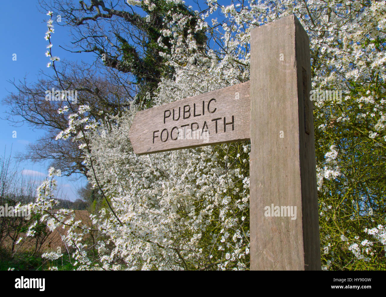 Blackthorn blossom countryside flowers flora hi-res stock photography ...