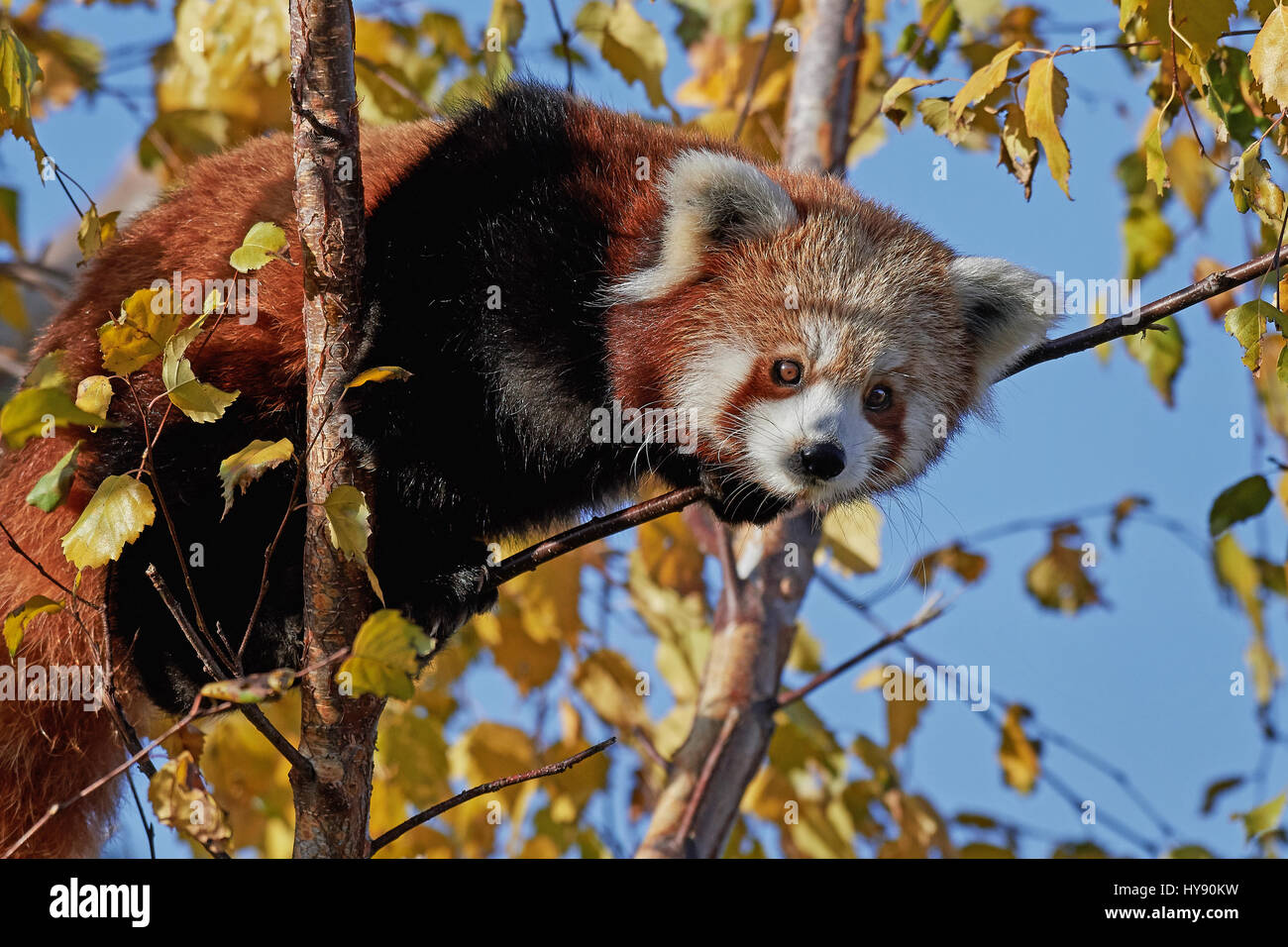 Red panda resting in a tree with blue skies in the background Stock ...