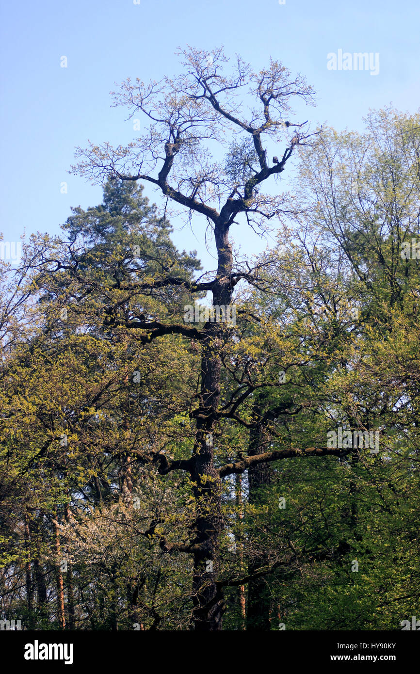 Tall old tree Stock Photo - Alamy