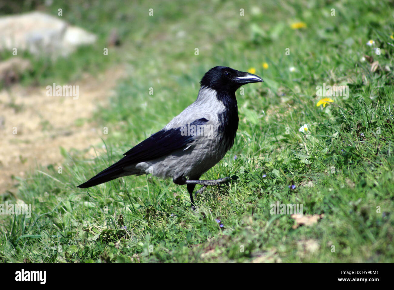 European crow hi-res stock photography and images - Alamy