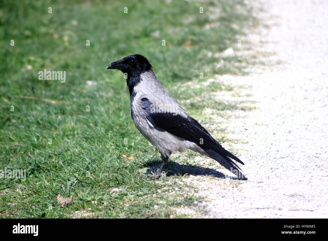Hooded crow hi-res stock photography and images - Alamy Hooded crow hi-res stock photography and images - Alamy