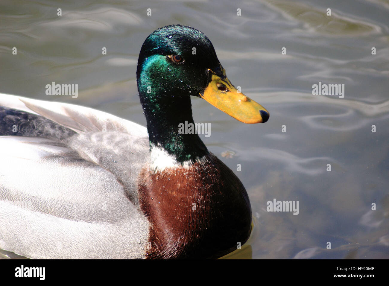European wild duck hi-res stock photography and images - Alamy