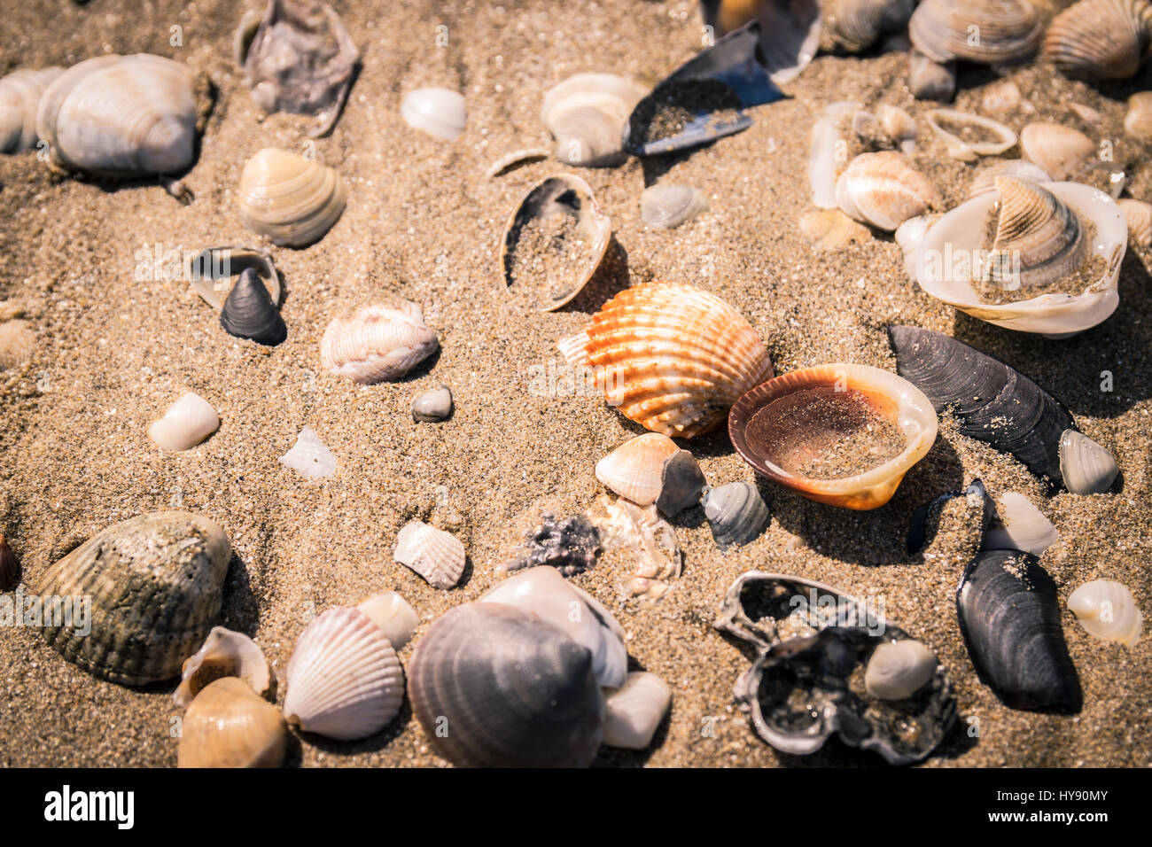Background formed by shells on the seashore Stock Photo - Alamy