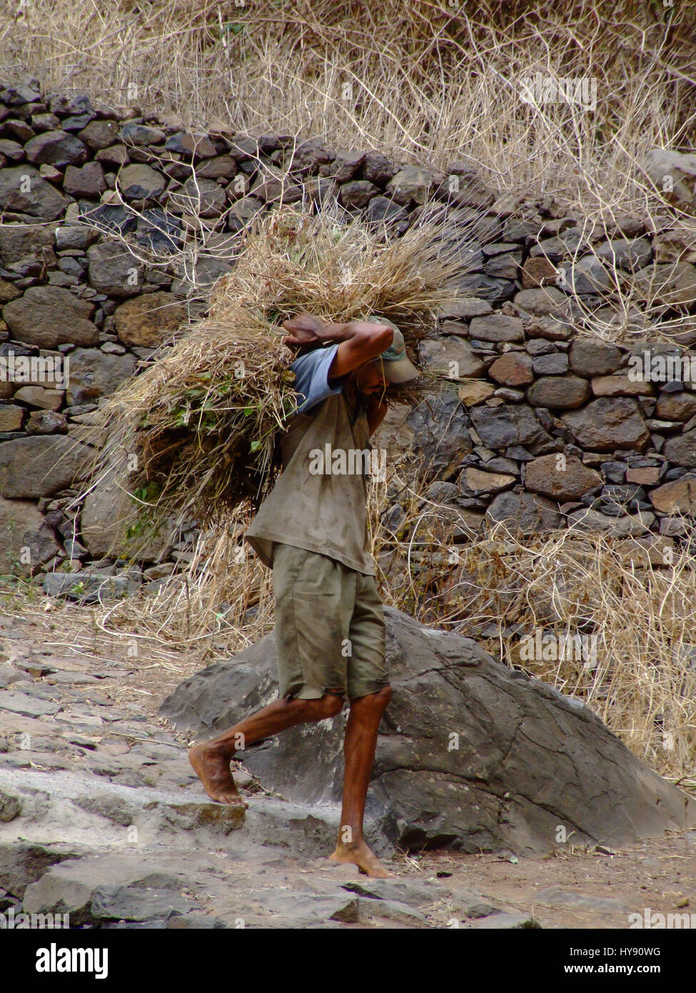 A barefoot farmer carries feed for his animals on a trail near the ...