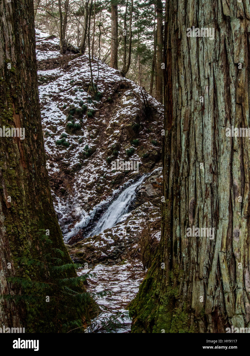 Sugi tree hi-res stock photography and images - Alamy