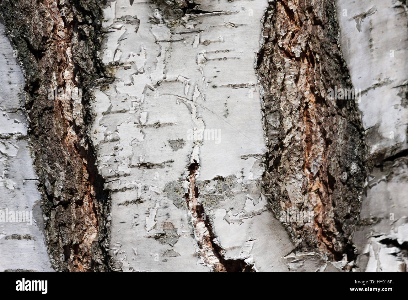 White birch bark growing in a natural environment, closeup Stock Photo ...
