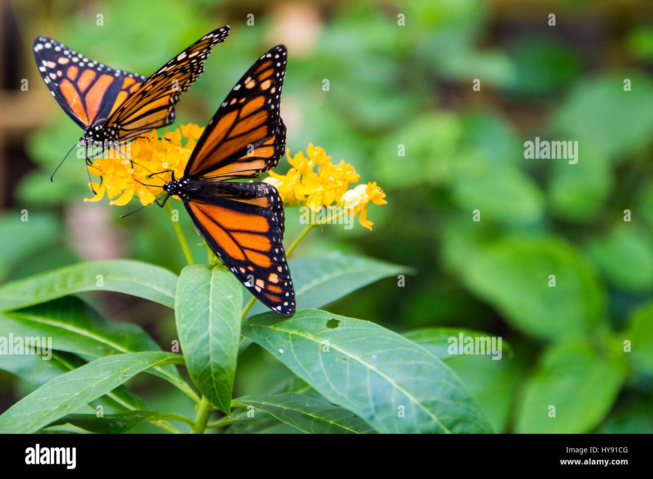 English butterflies hi-res stock photography and images - Alamy