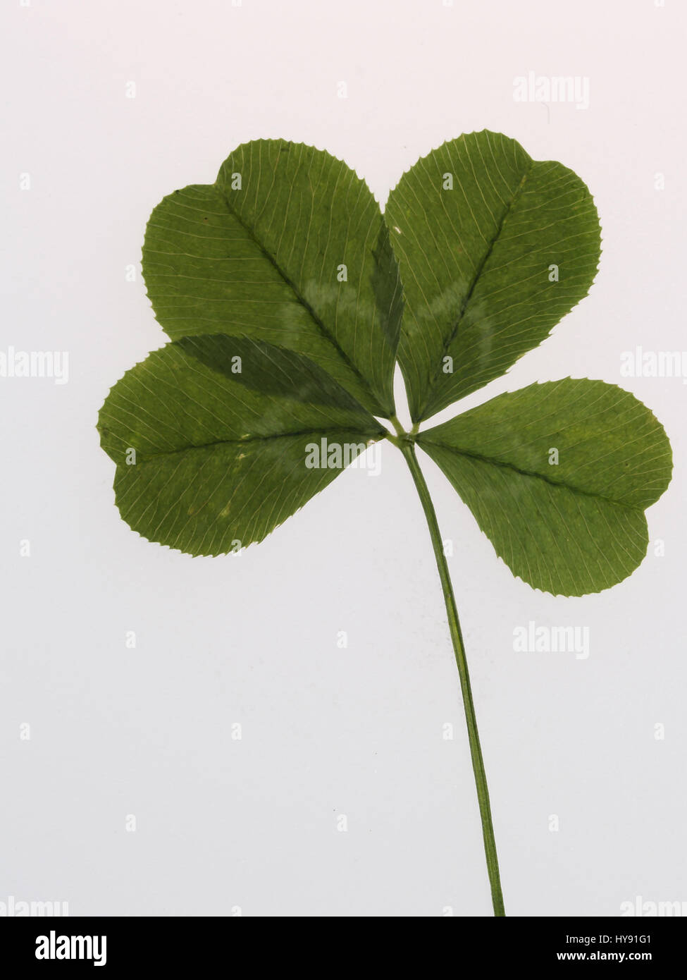 Large size natural green clover four petals on a long stem, to bring ...