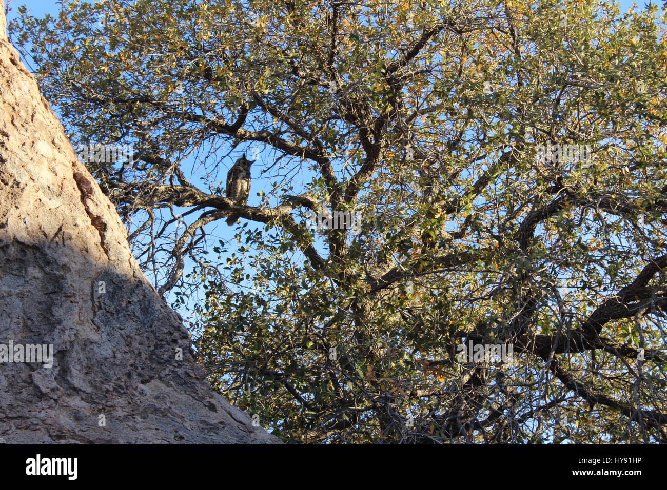 Cactus desert owl hi-res stock photography and images - Alamy