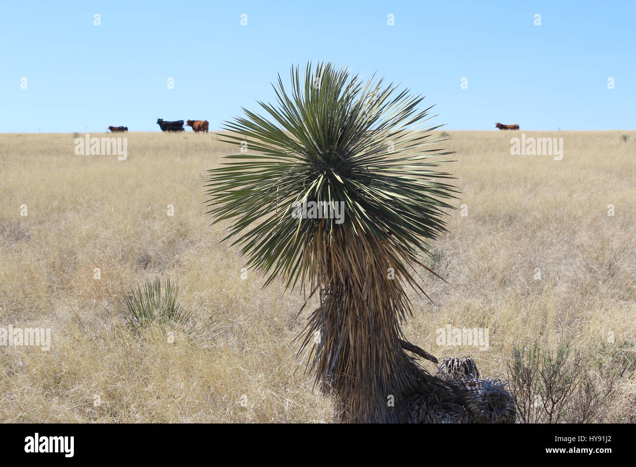 Yucca plant nm hi-res stock photography and images - Alamy